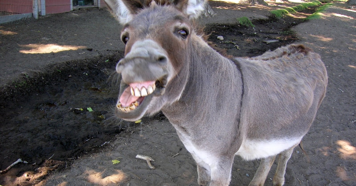 The Parable Of The Donkey | Toby Dog Media