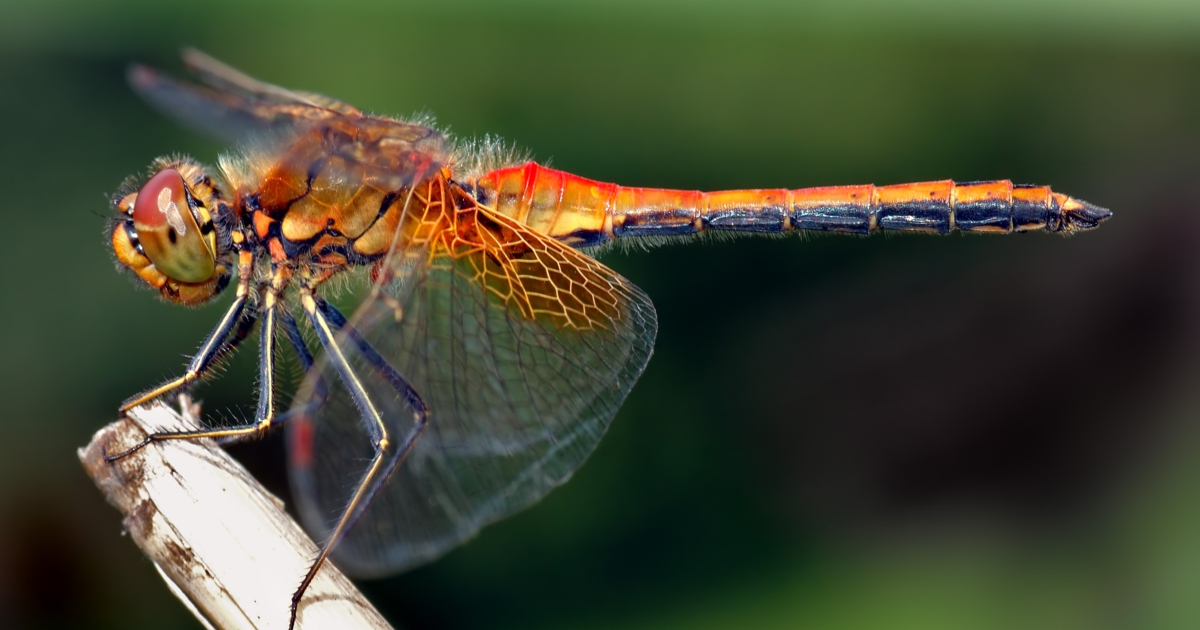 Is There A Heaven? What We Can Learn From Dragonflies | Toby Dog Media